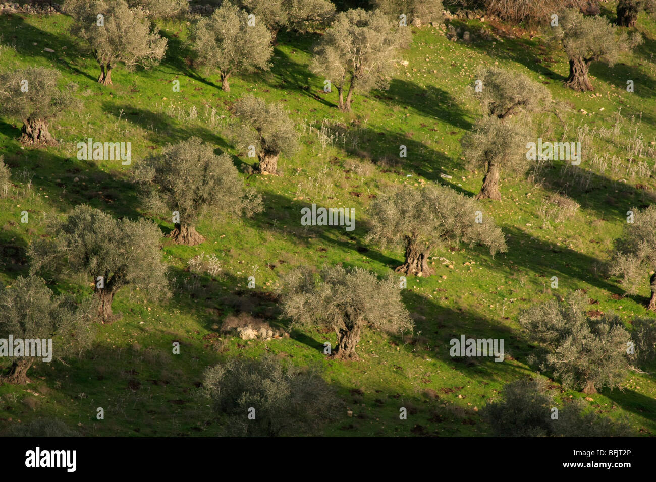 Muhraka hi-res stock photography and images - Alamy