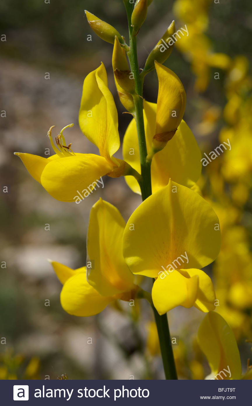 Broom Stock Photos & Broom Stock Images - Alamy