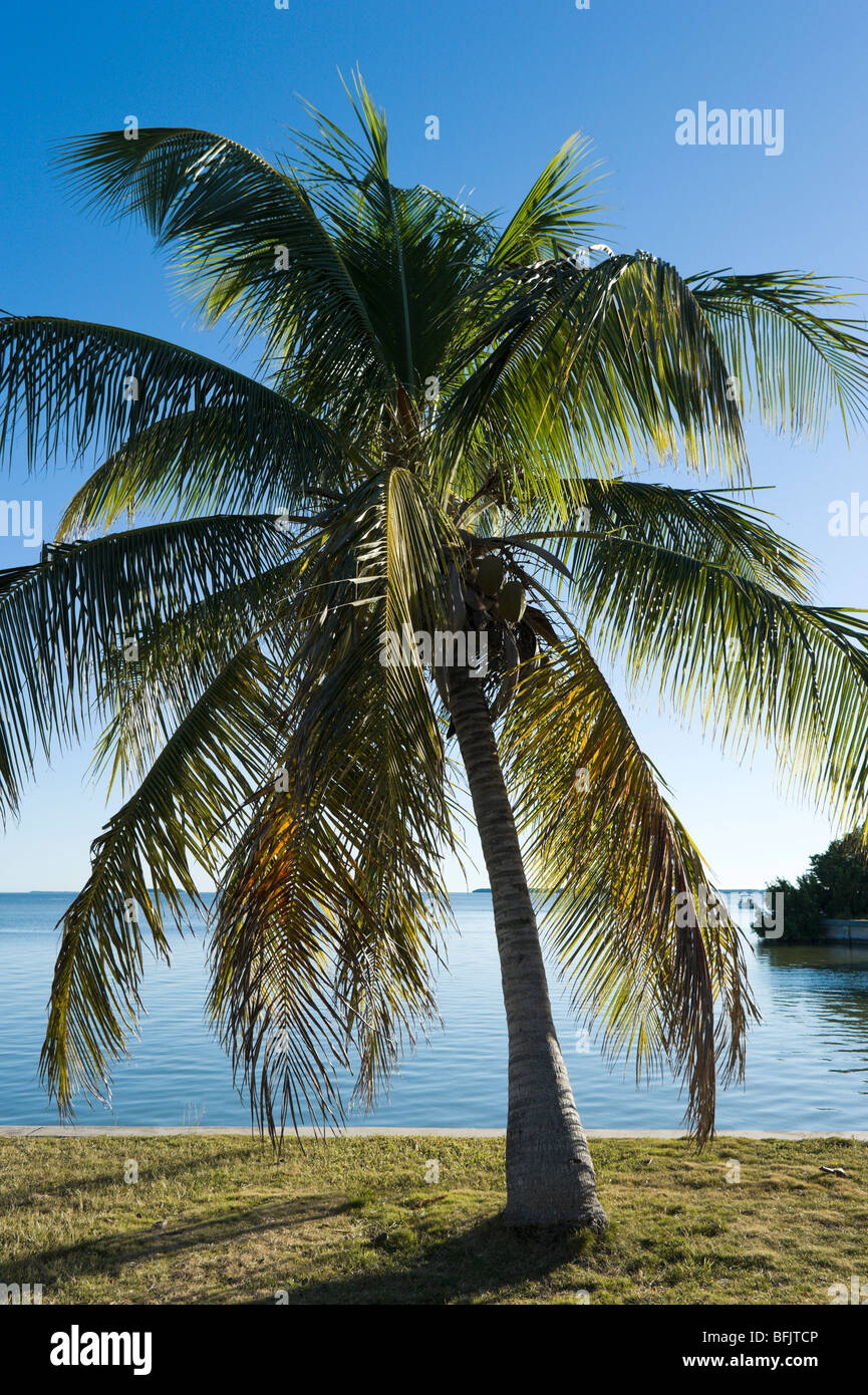 Flamingo tree hi-res stock photography and images - Alamy