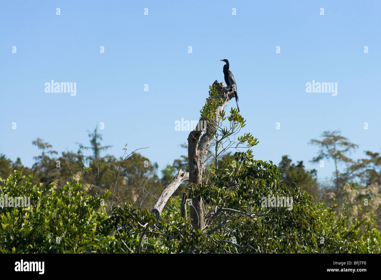 Everglades National Park Tree Stock Photos & Everglades National Park ...