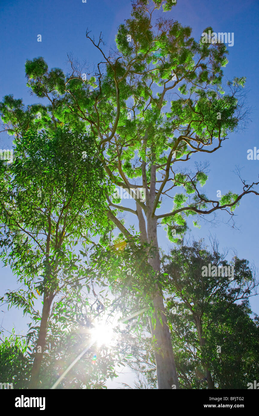 green vibrant tree with sun shining through the leaves Stock Photo - Alamy