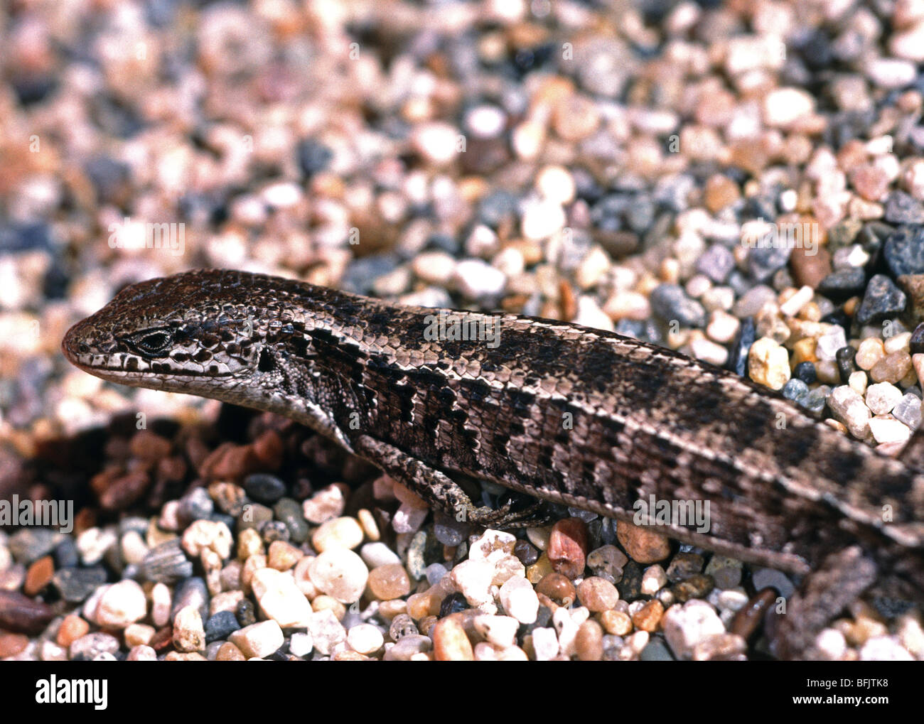 alligator lizard, Gerrhonotus sp. San Francisco, California. USA Stock ...