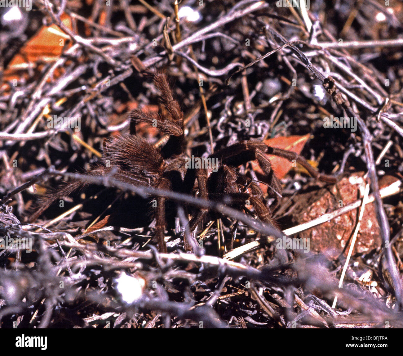 Tarantula spider. Monte Bello Open Space Preserve, Santa Cruz Mountains ...