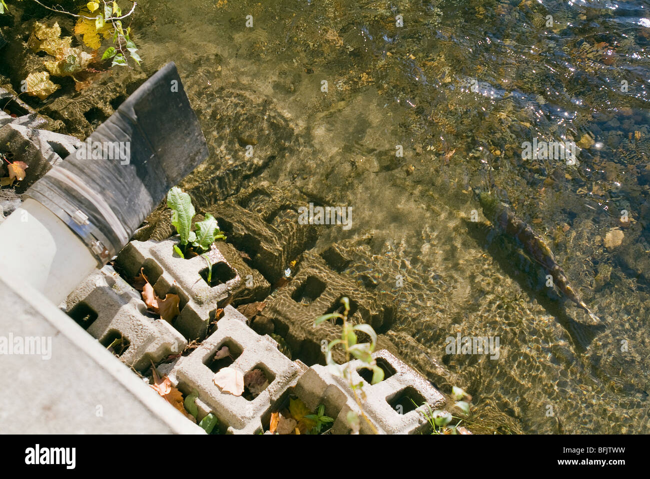Storm drain pipe overhead Salmon swimming in river Stock Photo - Alamy