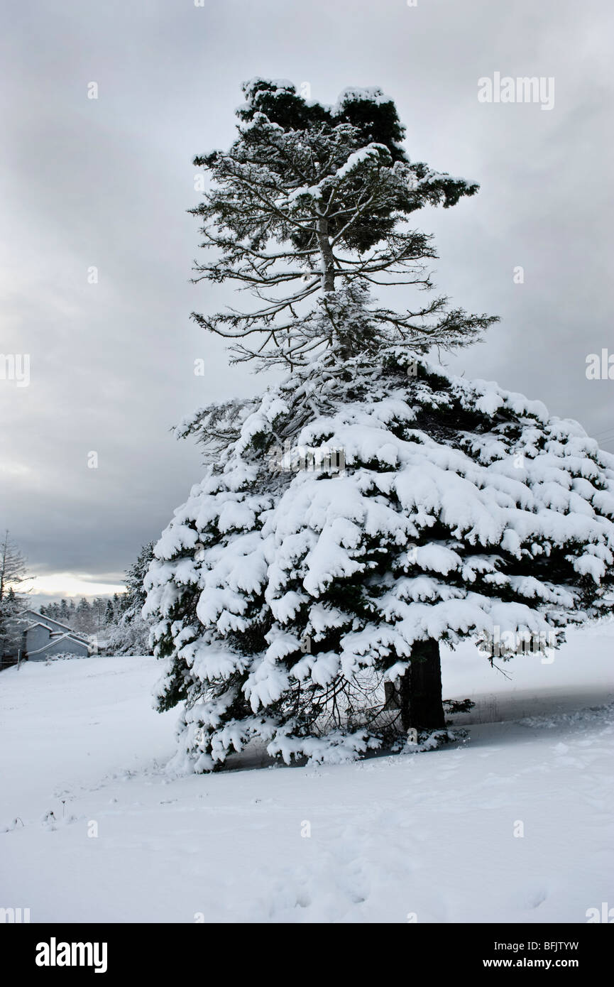 Seldom seen snow in Victoria, British Columbia, Canada Stock Photo - Alamy