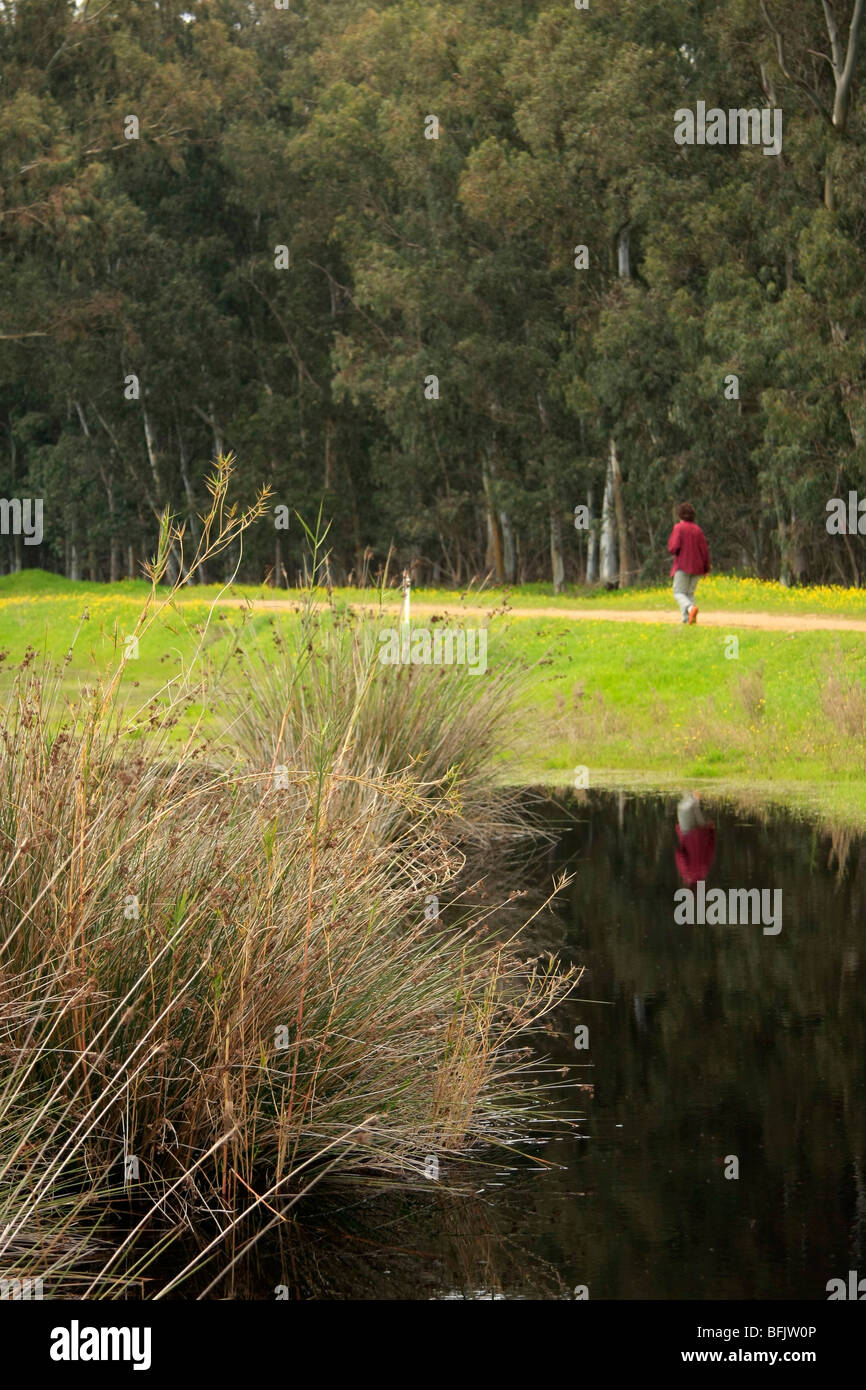 Israel, Sharon region, Eucalyptus trees in Park Hasharon Nature Reserve ...