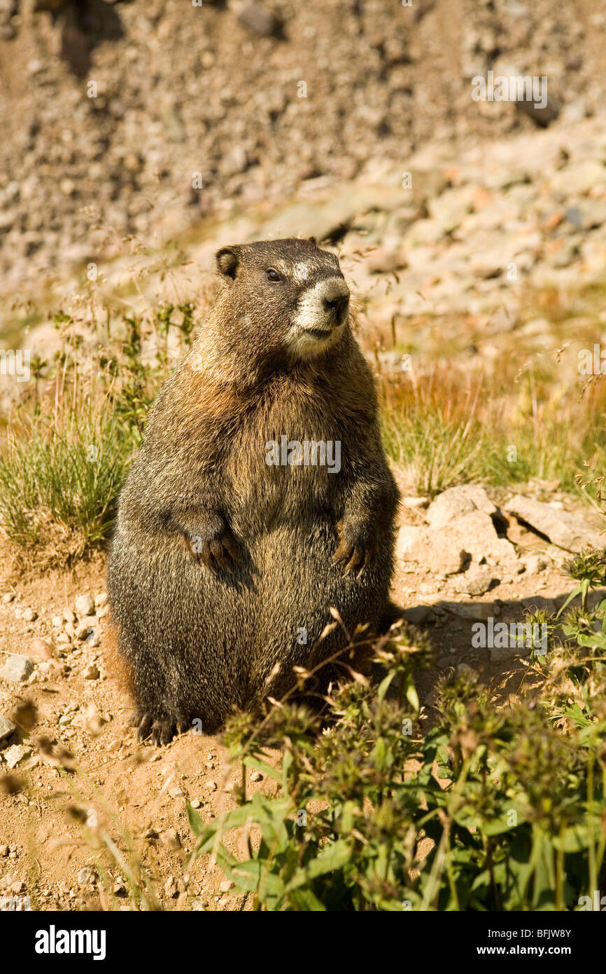 Marmut hi-res stock photography and images - Alamy