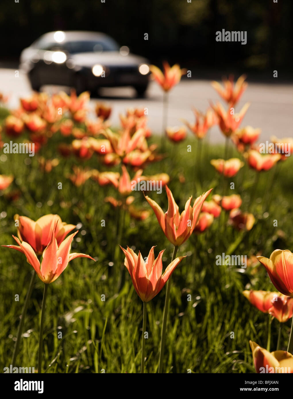Tulips in the grass by a road, Sweden Stock Photo - Alamy