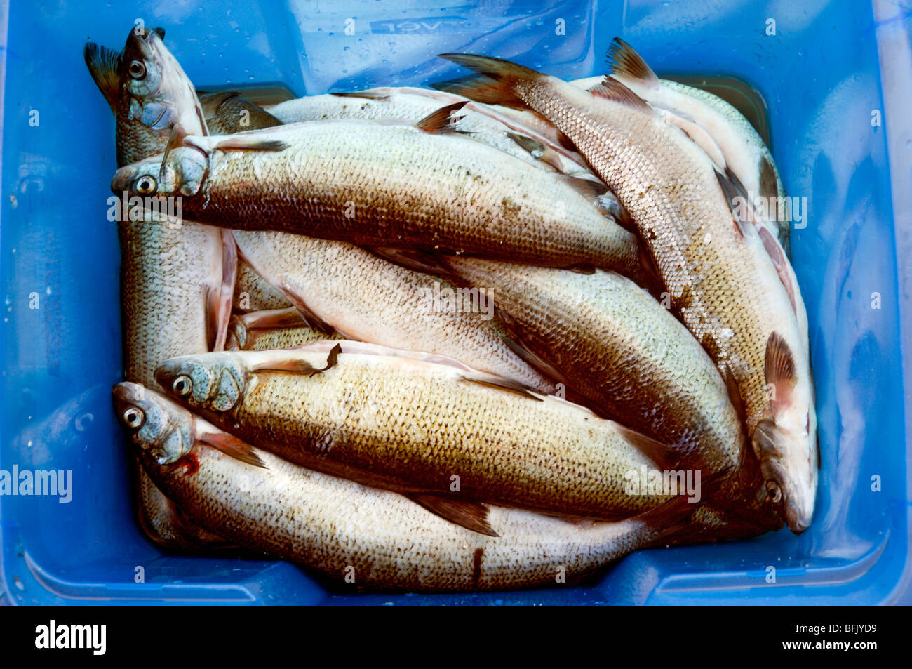 Newly caught whitefish, Sweden Stock Photo - Alamy