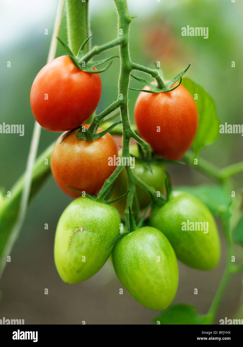 Tomato plantations hi-res stock photography and images - Alamy