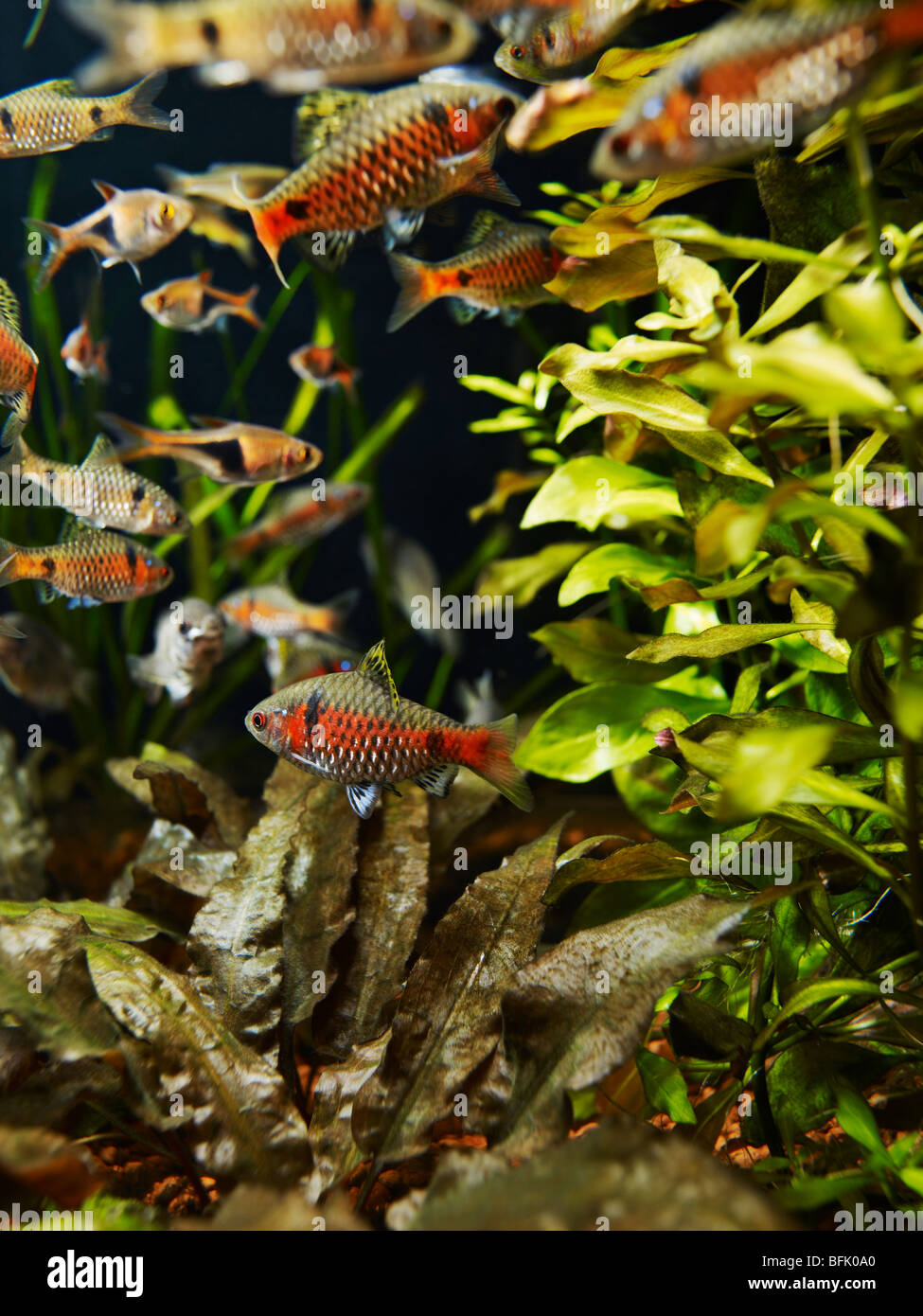 Fishes in an aquarium Stock Photo - Alamy