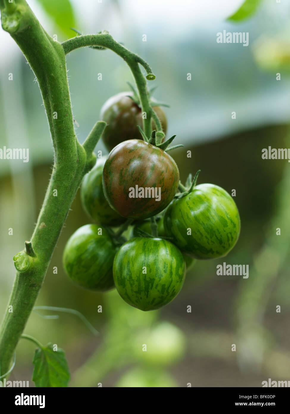 Tomato plantations hi-res stock photography and images - Alamy