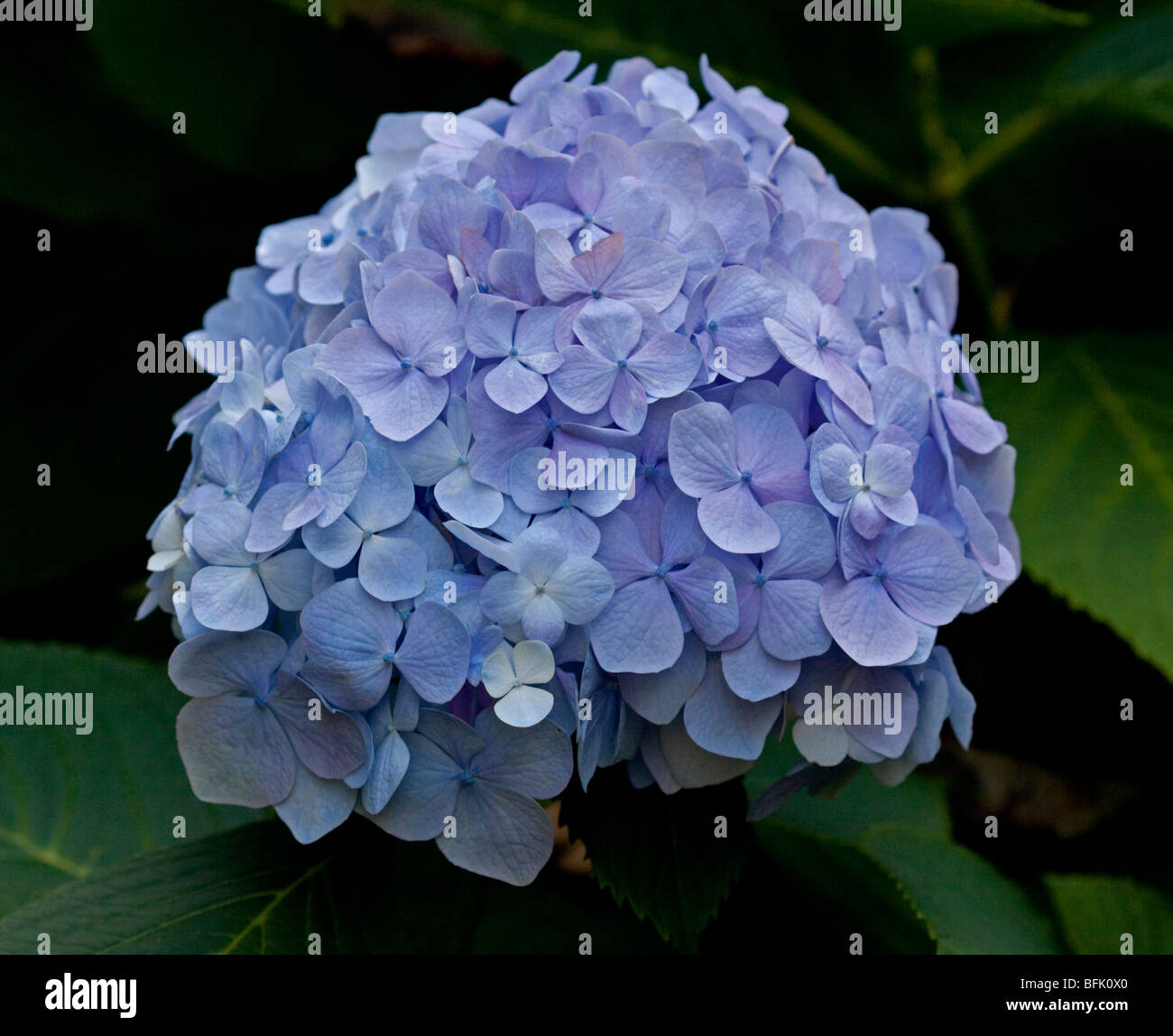 Blue hydrangea hi-res stock photography and images - Alamy