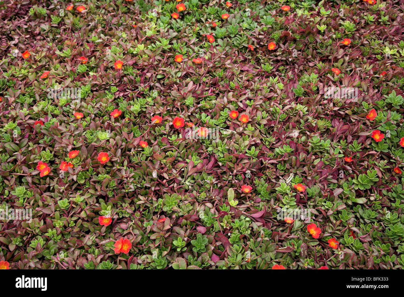 grass in a garden in peru Stock Photo - Alamy