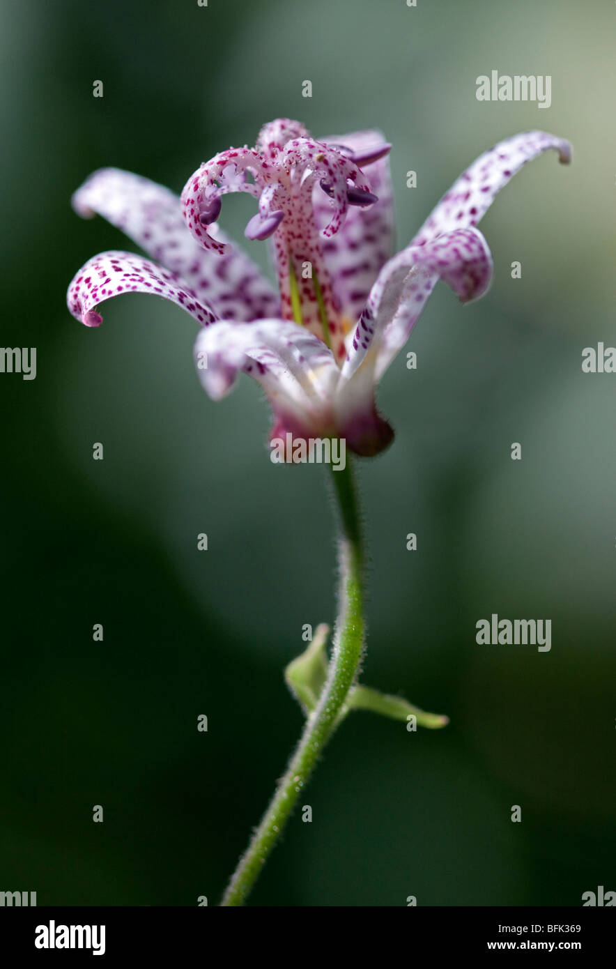 Toad Lily (tricyrtis Stock Photo - Alamy