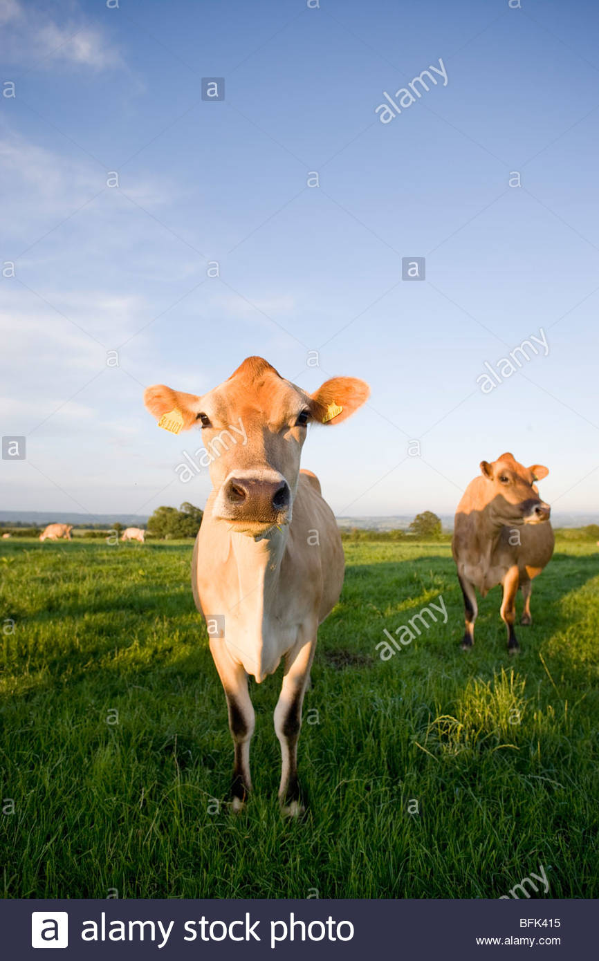 Cow Front View Stock Photos & Cow Front View Stock Images - Alamy
