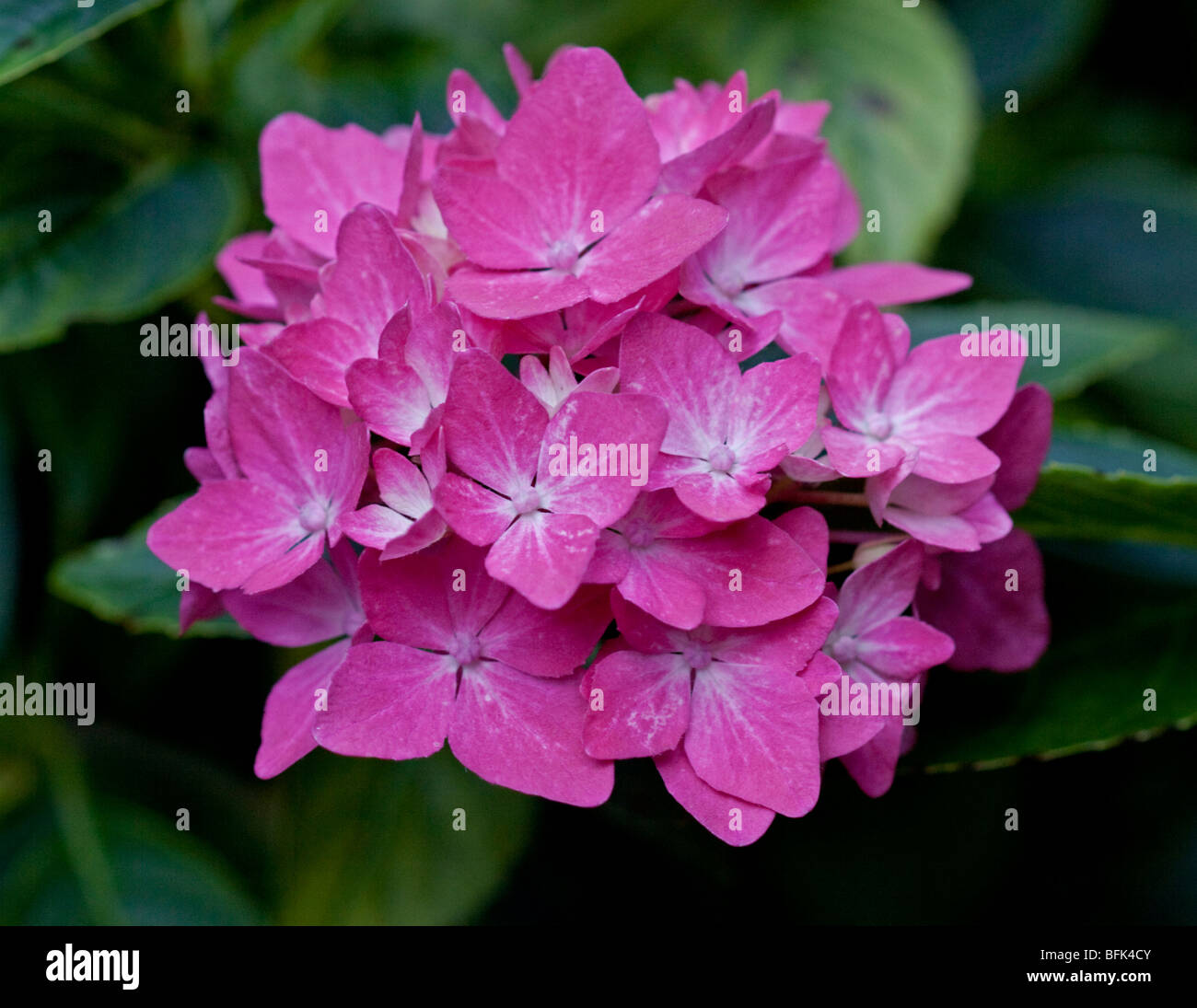 Pink hydrangea hi-res stock photography and images - Alamy