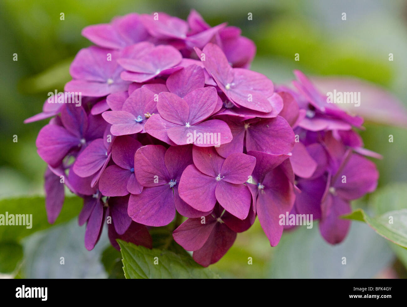 Pink hydrangea hi-res stock photography and images - Alamy