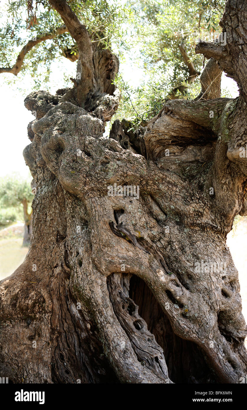 Twisted Bark Stock Photos & Twisted Bark Stock Images - Alamy