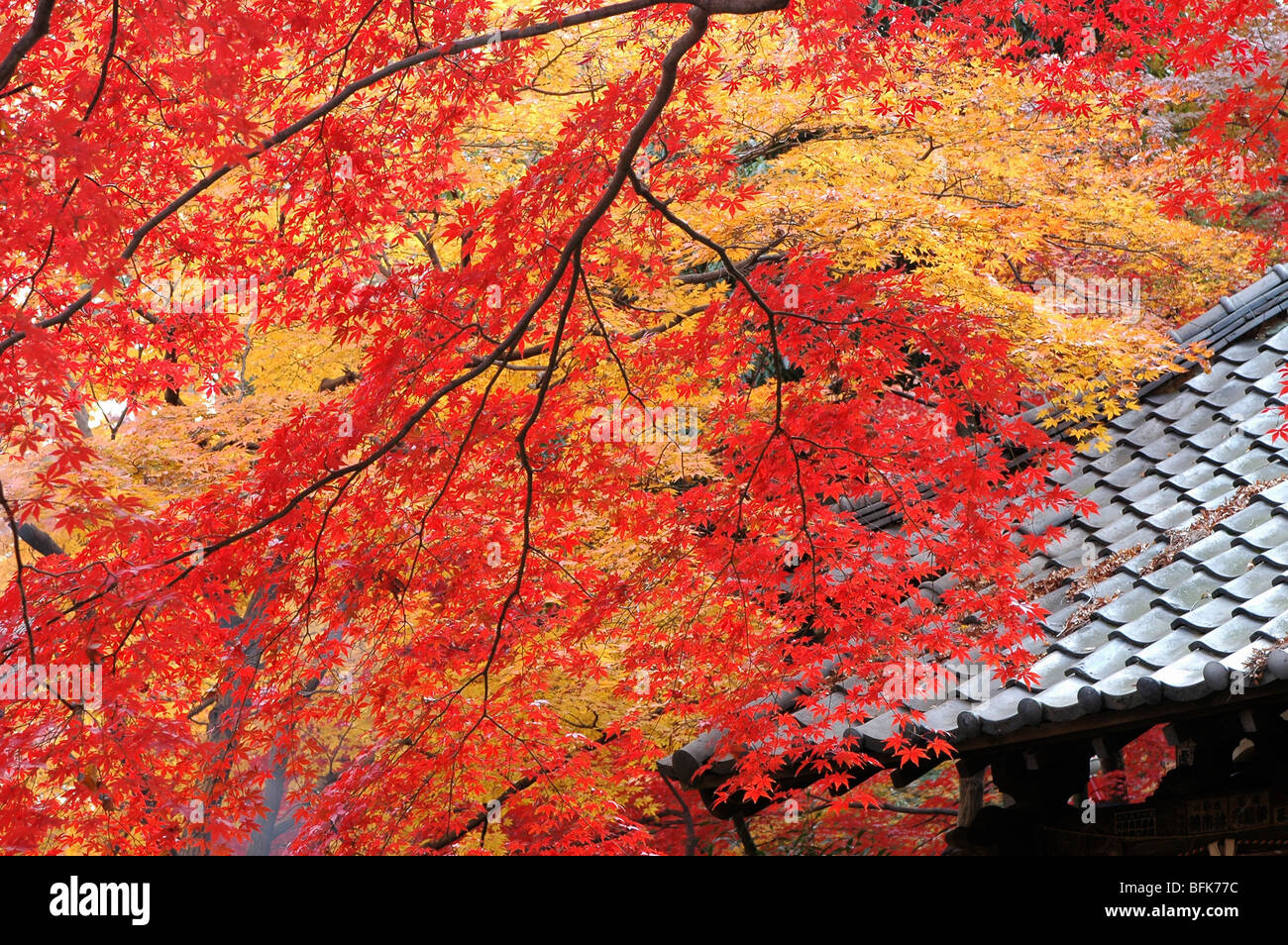 Japanese maple tree in autumn Stock Photo - Alamy