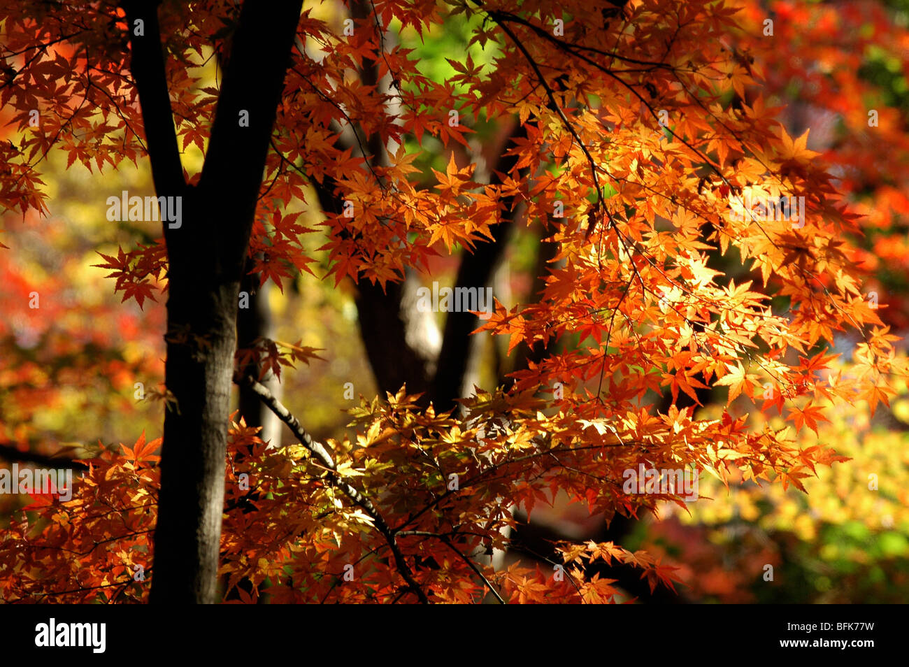 Japanese maple tree in autumn Stock Photo - Alamy