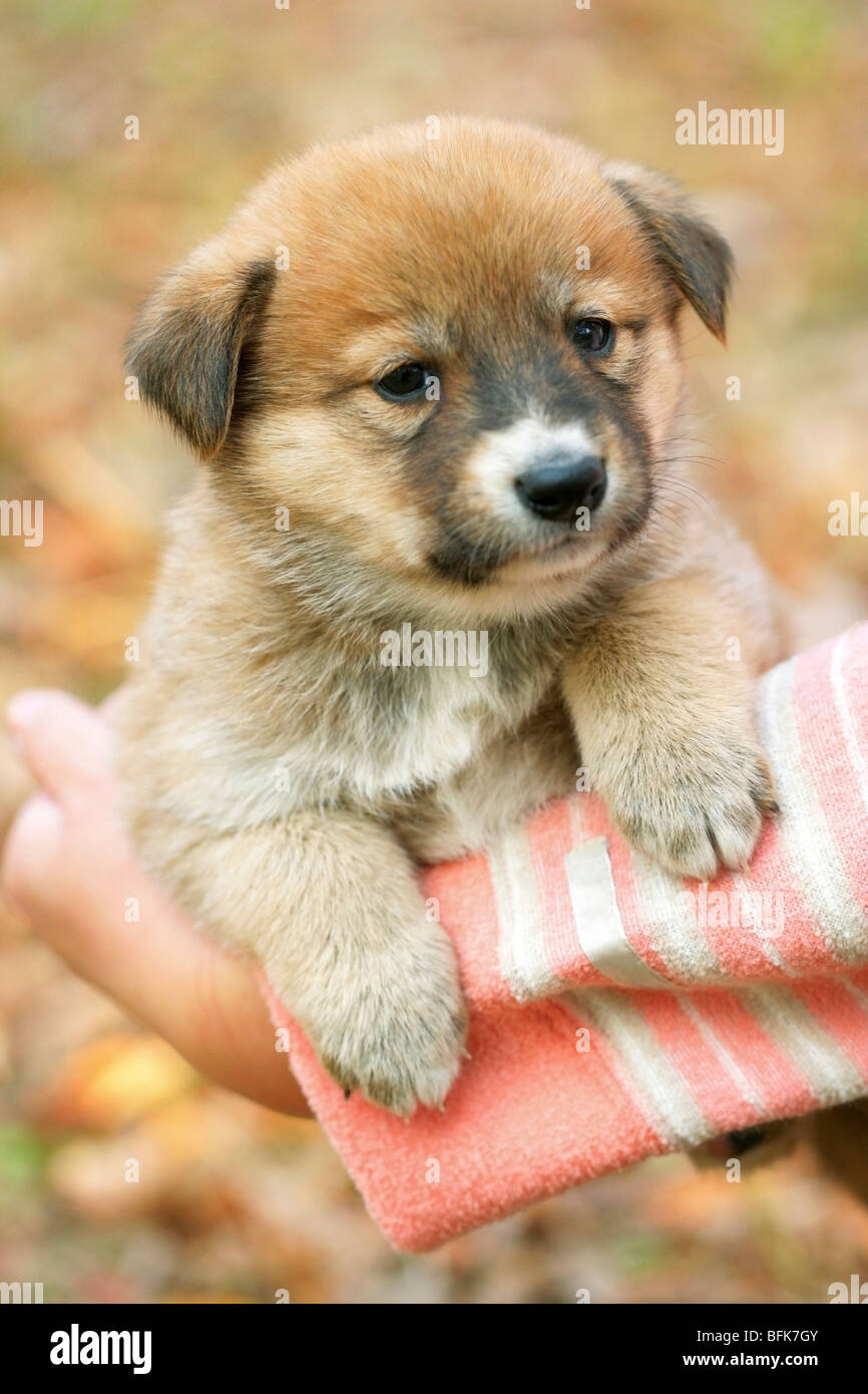 Puppy in woman's arm Stock Photo - Alamy