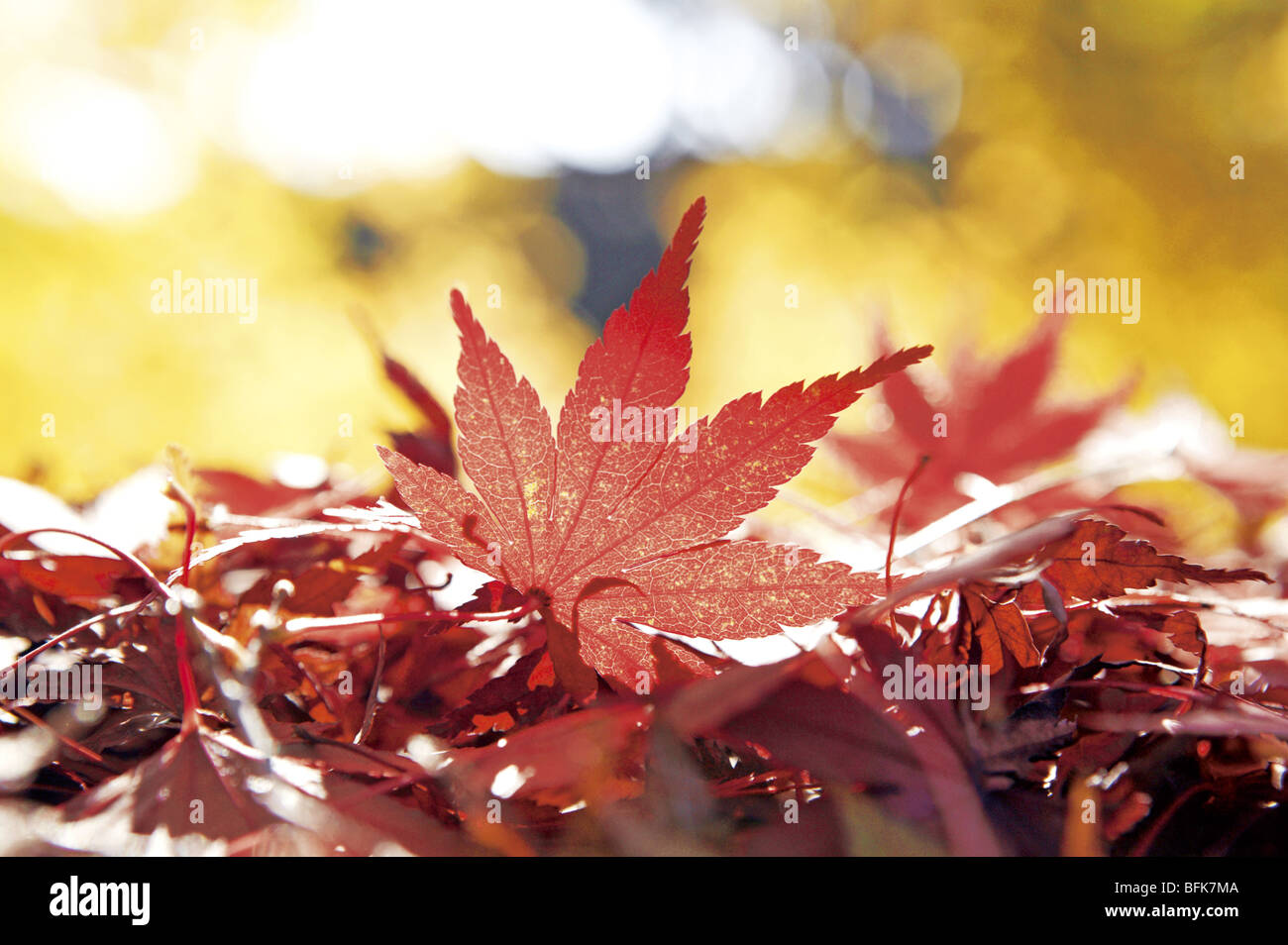 Red maple tree falling hi-res stock photography and images - Alamy