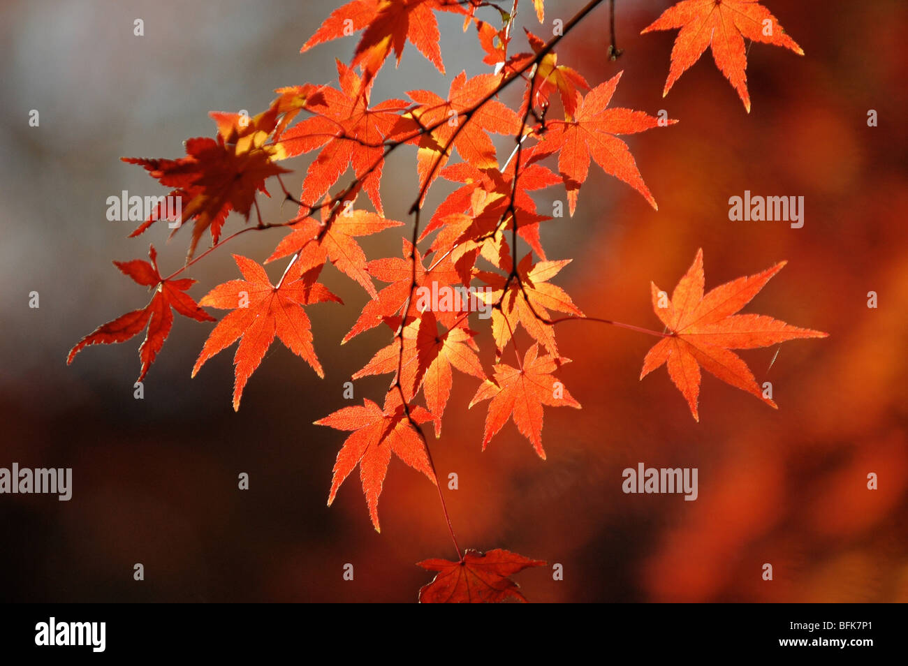 Japanese maple tree in autumn Stock Photo - Alamy