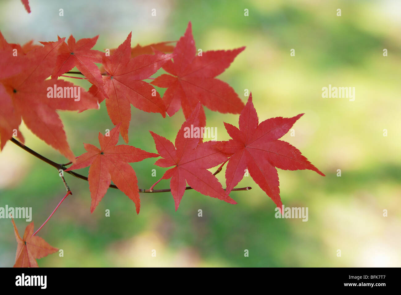 Japanese maple tree in autumn Stock Photo - Alamy