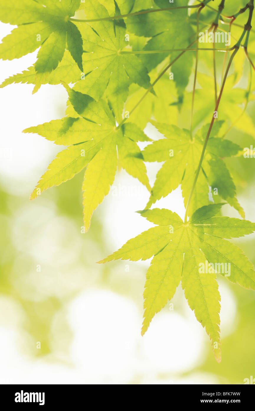 Japanese maple tree Stock Photo - Alamy