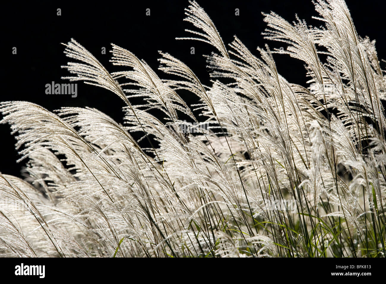 Field of Japanese silver grass black background Stock Photo - Alamy