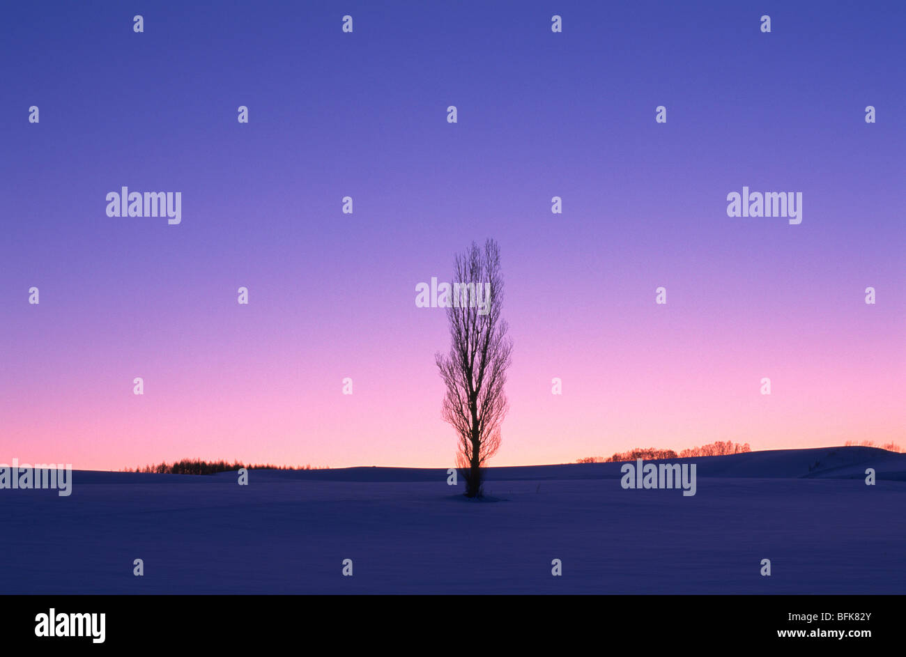 Single tree in snow Stock Photo - Alamy