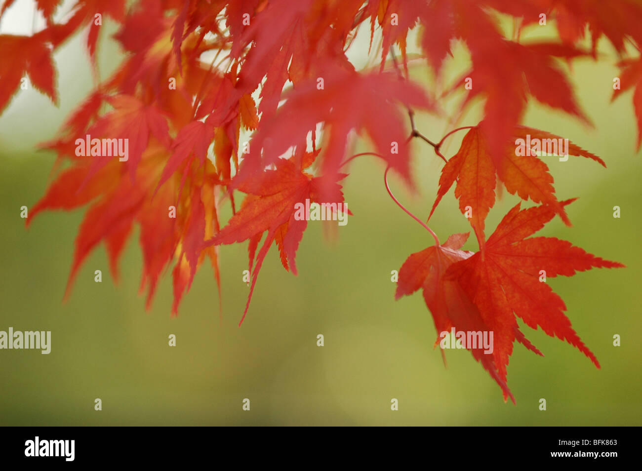 Japanese maple tree in autumn Stock Photo - Alamy
