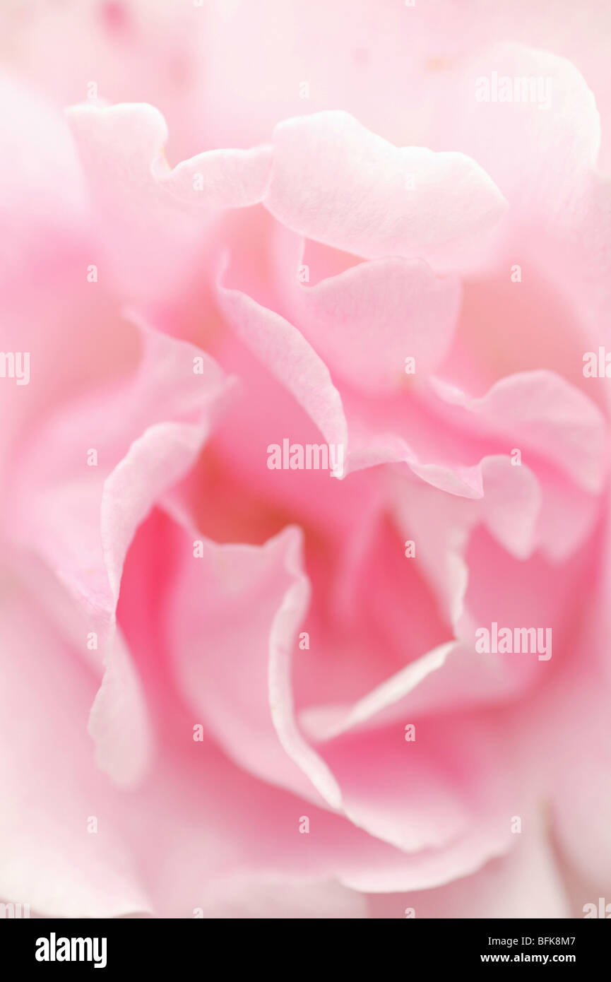 Pink rose close up Stock Photo - Alamy