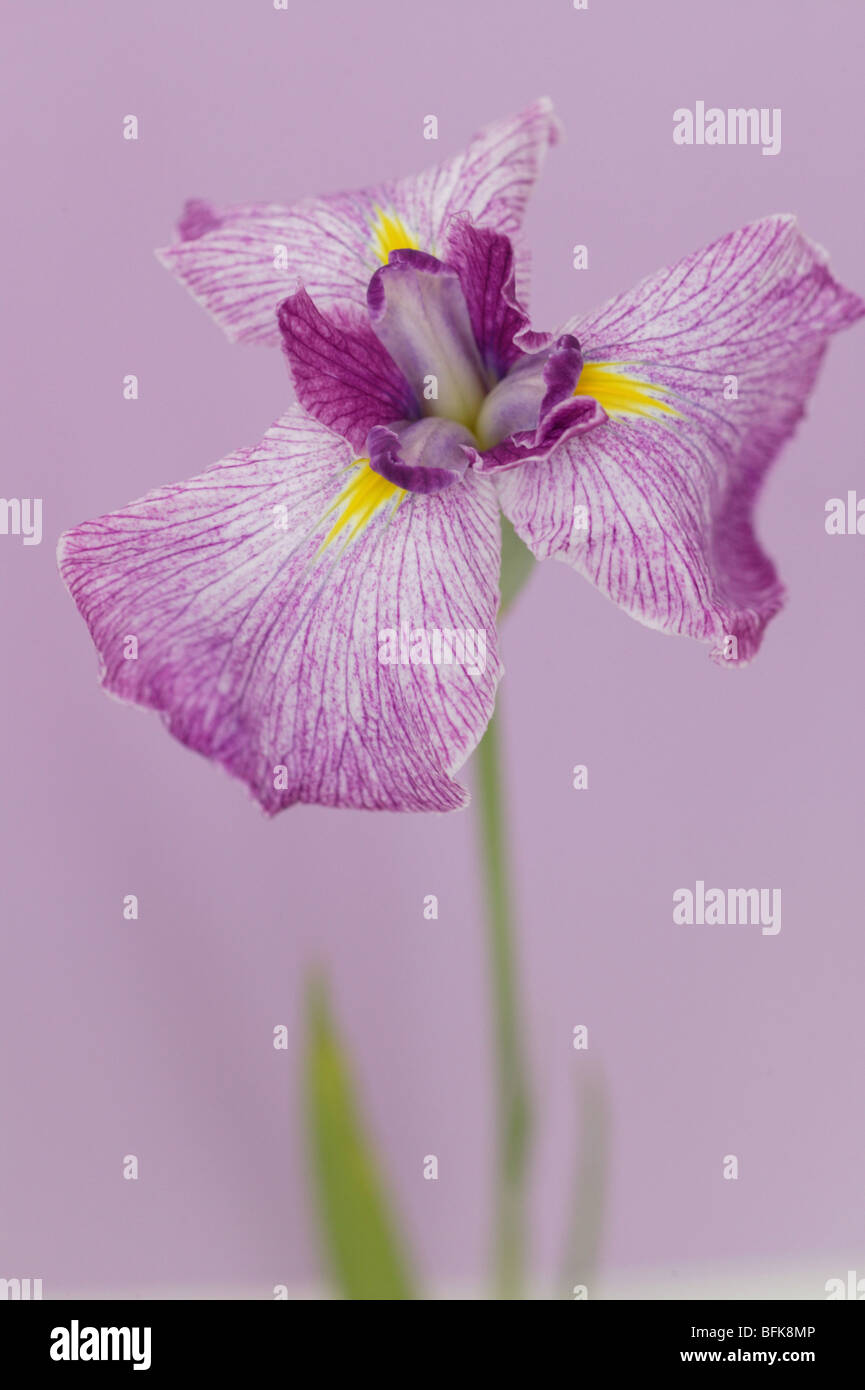 Iris close up colored background Stock Photo - Alamy