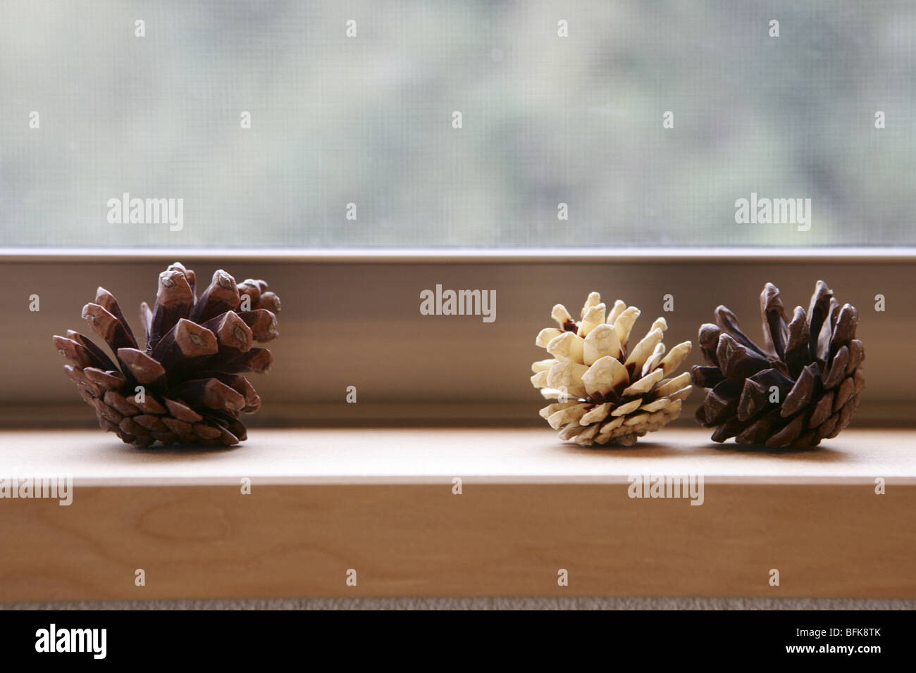 Three pine cones on window sill Stock Photo - Alamy