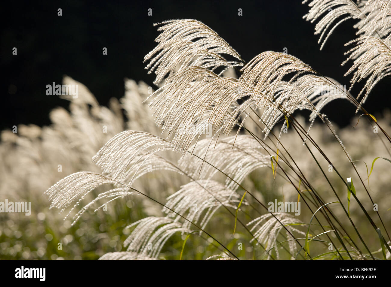 Field of Japanese silver grass close up Stock Photo - Alamy