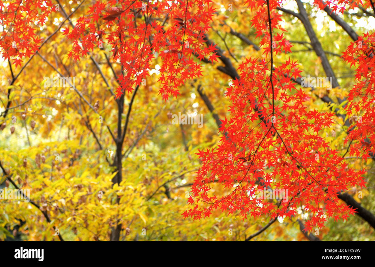 Japanese maple tree in autumn Stock Photo - Alamy