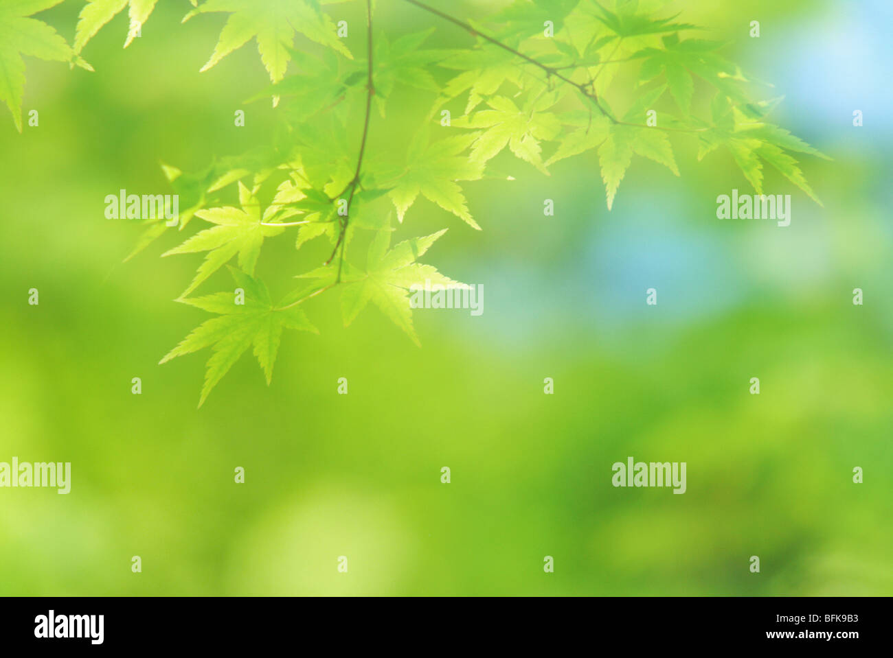 Japanese maple tree Stock Photo - Alamy