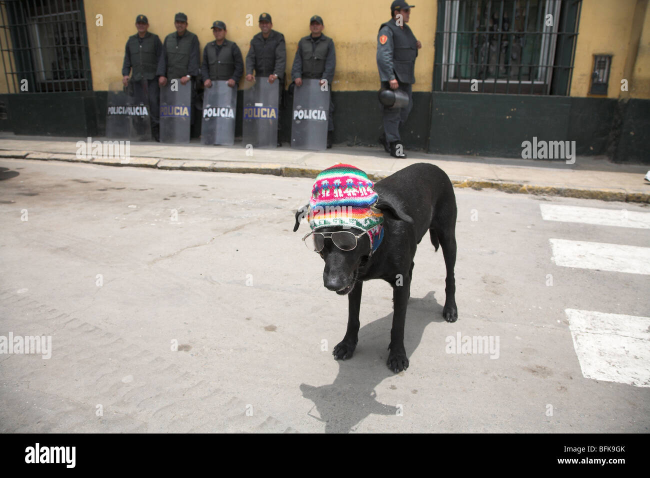 Dog disguised in Peru Stock Photo - Alamy