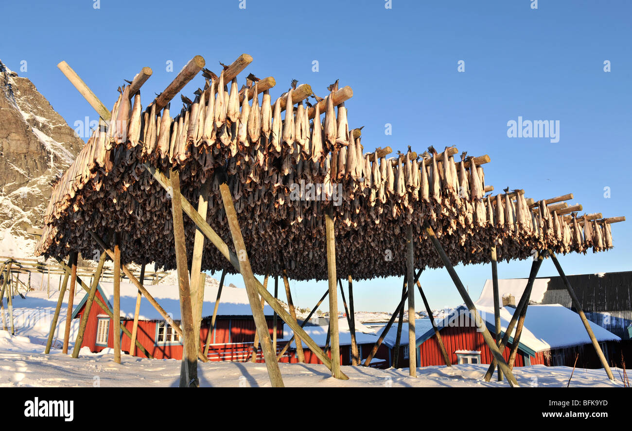 Cod hanging to dry on a fish rack, Å, A, in Lofoten islands Stock Photo ...