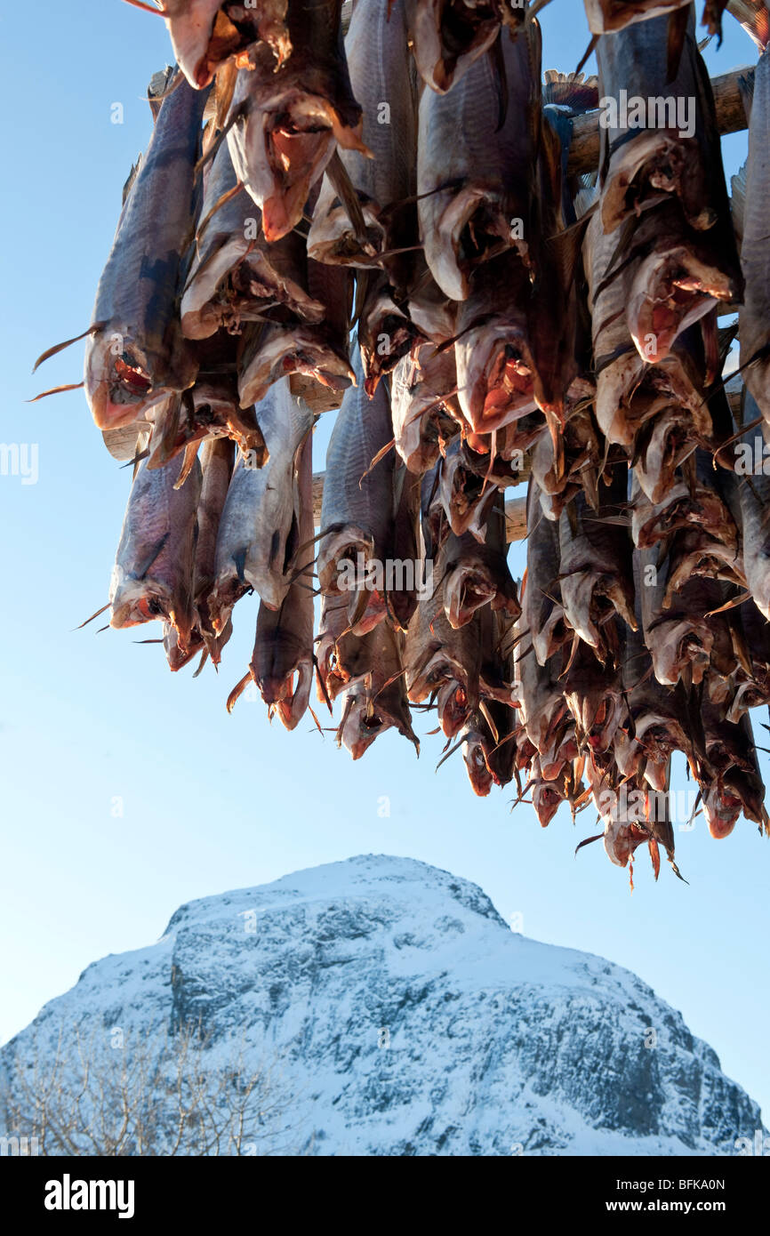 Hanging cod fish hi-res stock photography and images - Alamy
