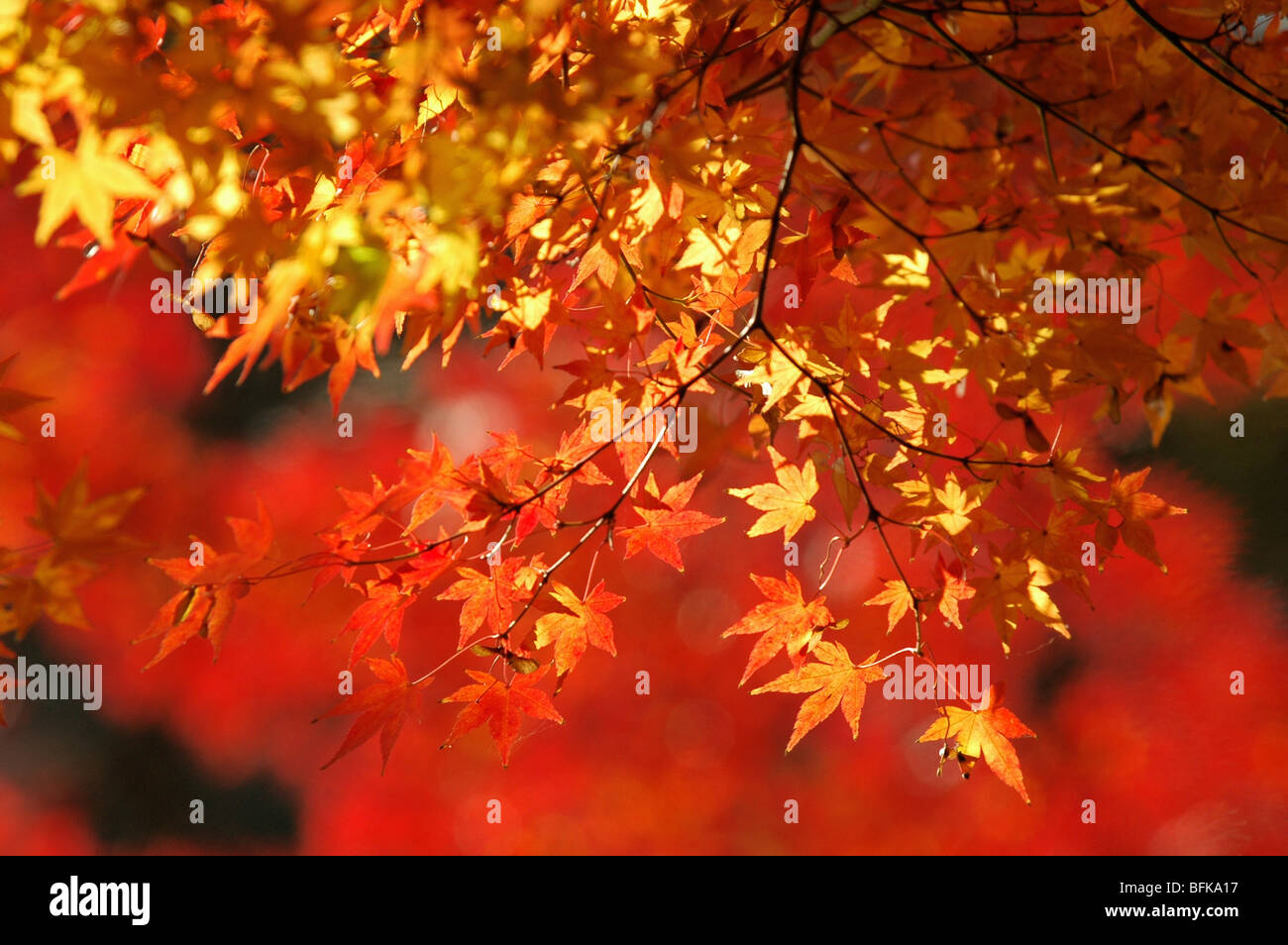 Japanese maple tree in autumn Stock Photo - Alamy