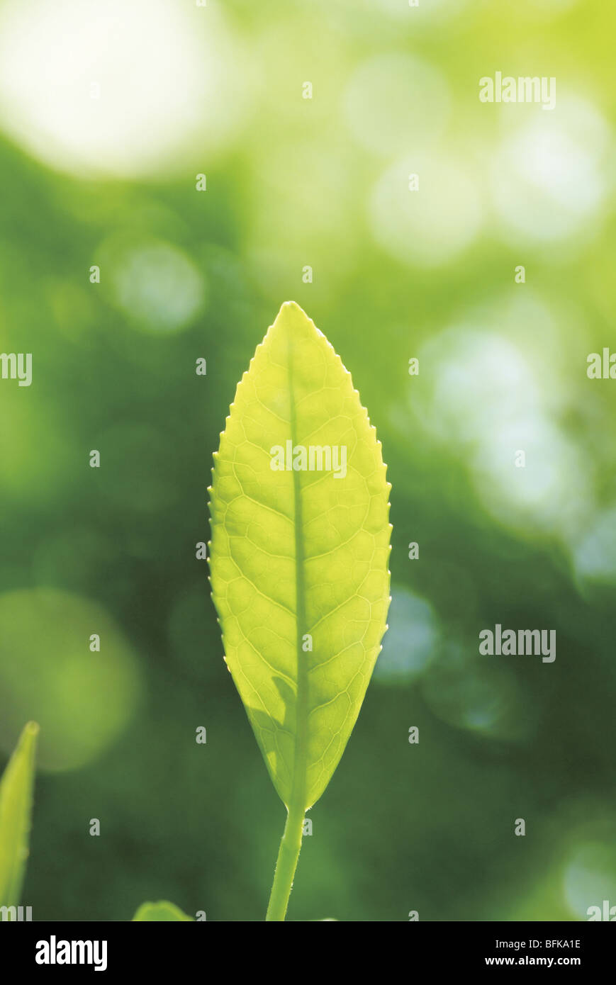 Tea tree leaf Stock Photo - Alamy