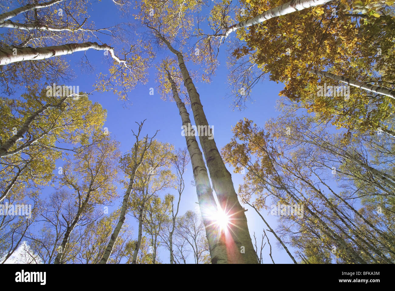 Japanese white birch trees Stock Photo - Alamy