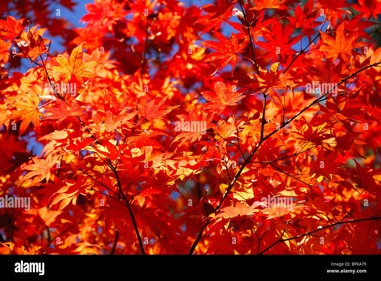 Japanese maple tree in autumn Stock Photo - Alamy