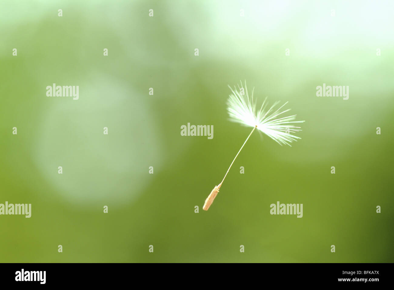 Close-up of floating dandelion seed Stock Photo - Alamy
