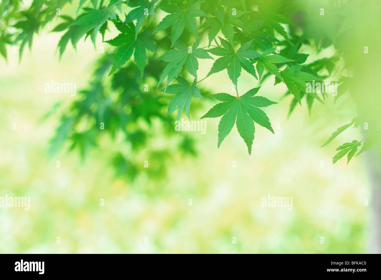 Japanese maple tree Stock Photo - Alamy