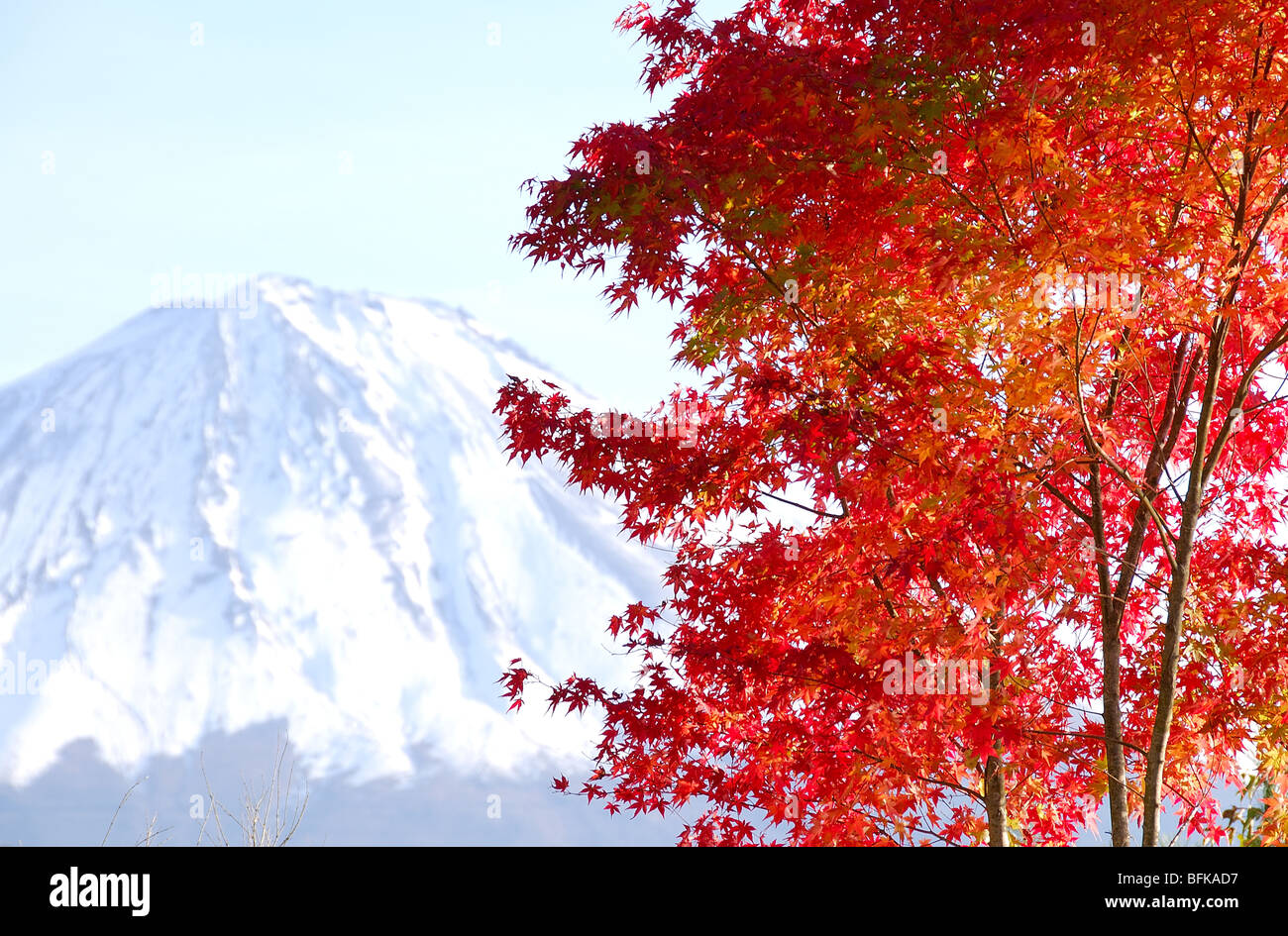 Mt. Fuji and Japanese maple tree in autumn Yamanashi Prefecture Honshu ...