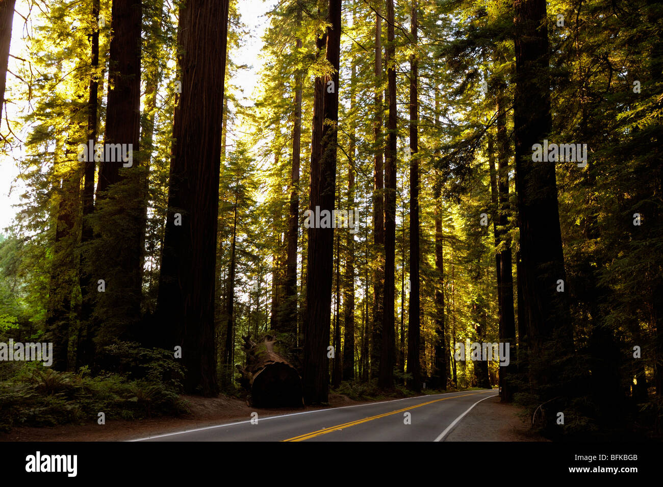 Highway through the coastal Redwood forests of north California, USA ...